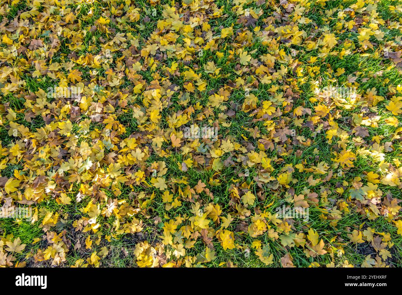 Maple tree and fallen leaves hi-res stock photography and images - Alamy
