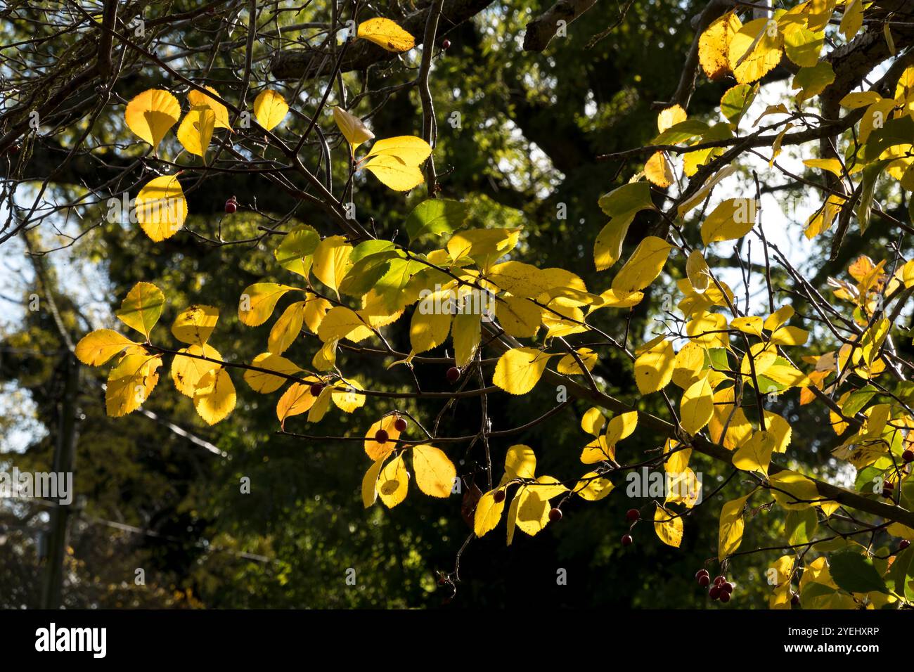 Gold autumn leaves in hi-res stock photography and images - Alamy