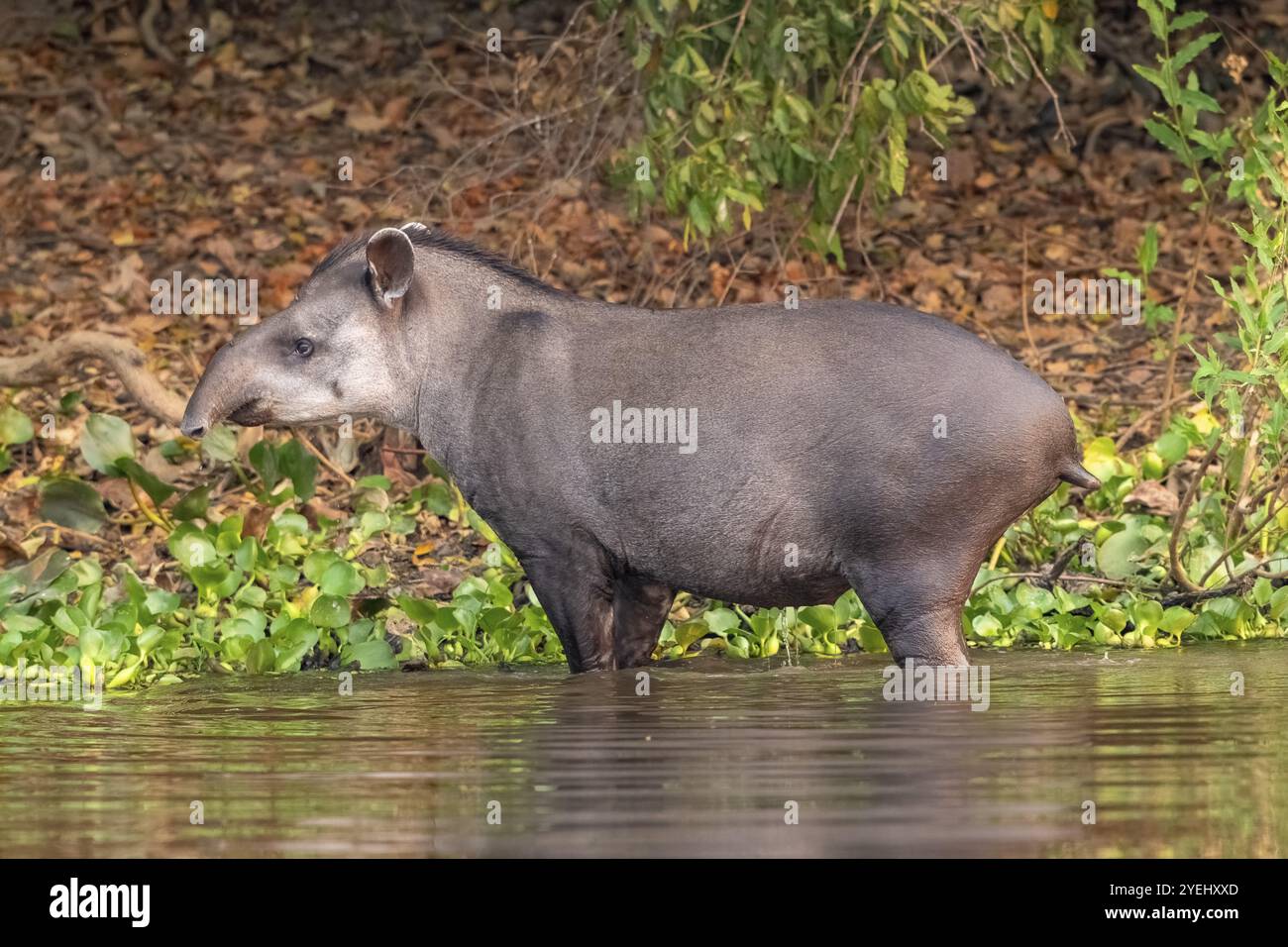 Lowland tapir (Tapirus terrestris), standing in water, Pantanal, inland, wetland, UNESCO ...