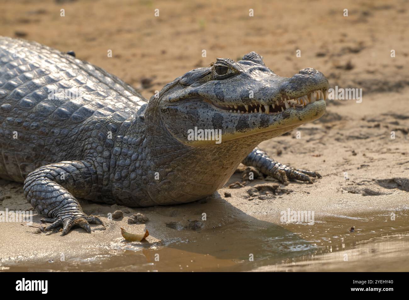 Caiman (Caimaninae), Crocodile (Alligatoridae), crocodile (Crocodylia ...