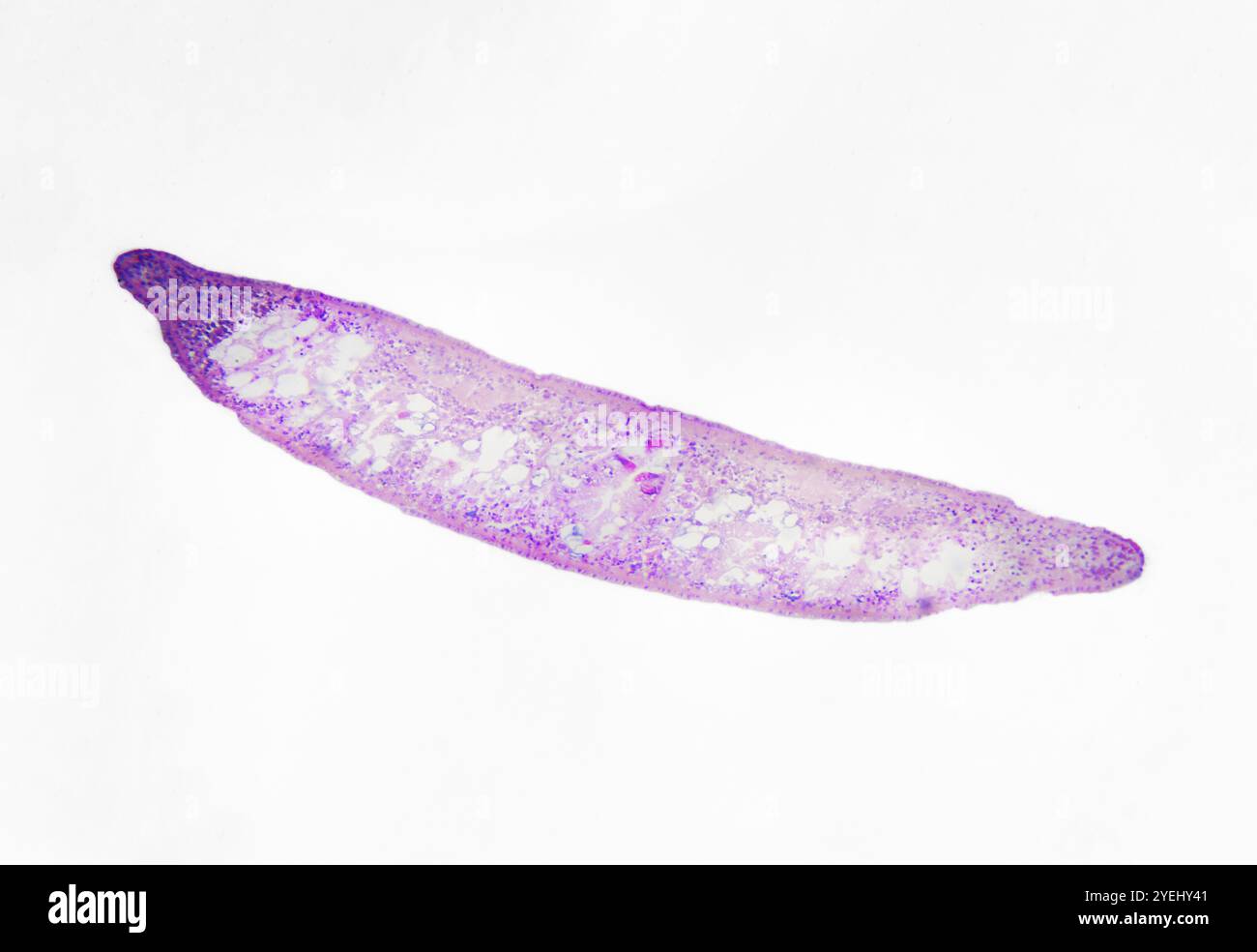 Microscopic photography. Planaria, transversal section Stock Photo - Alamy