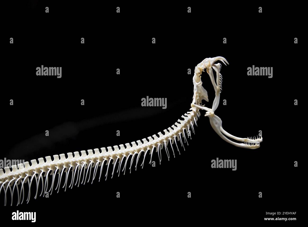 Snake skeleton on black isolated background Stock Photo - Alamy