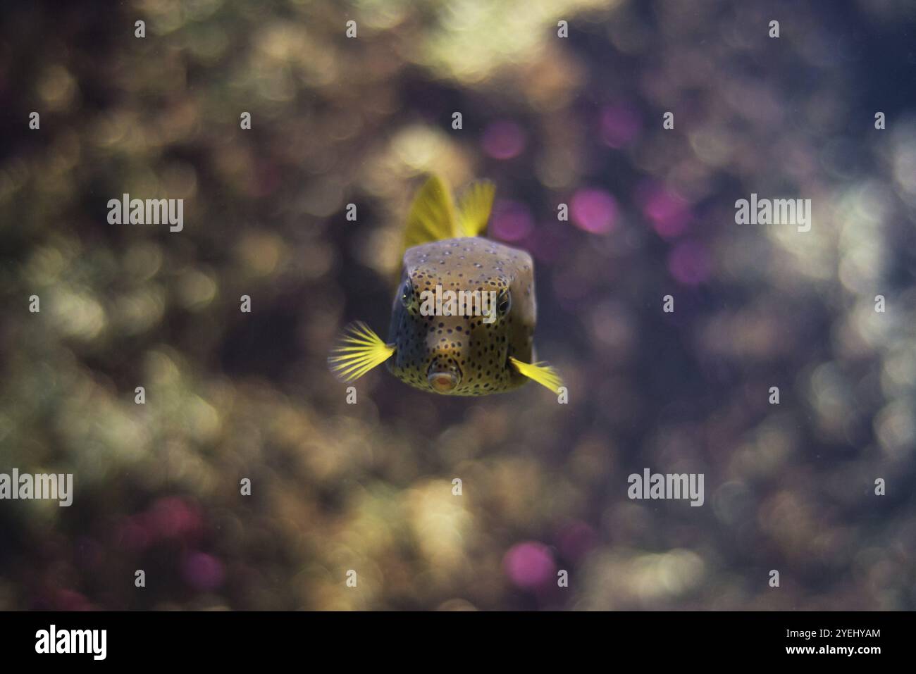 Fish aquariums hi-res stock photography and images - Alamy