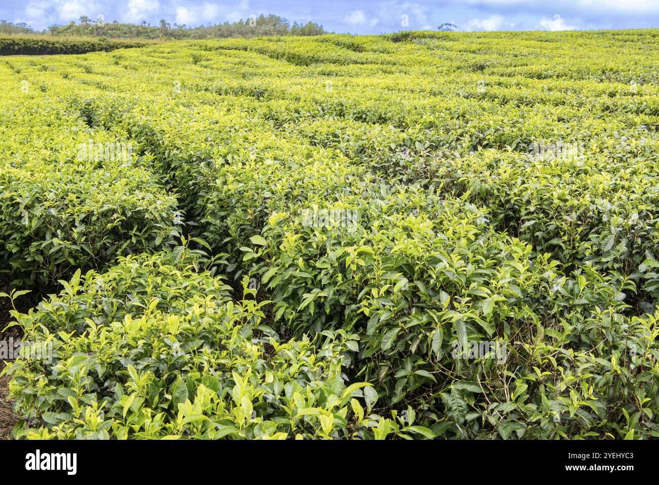 Tea plant (Camellia sinensis), field, Gros Bois, Indian Ocean, island ...