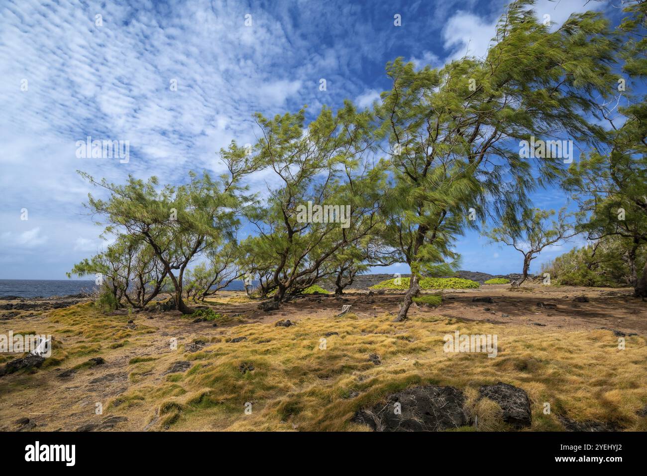 Pine trees (Pinus) bent by the wind, south coast, Indian Ocean, island ...