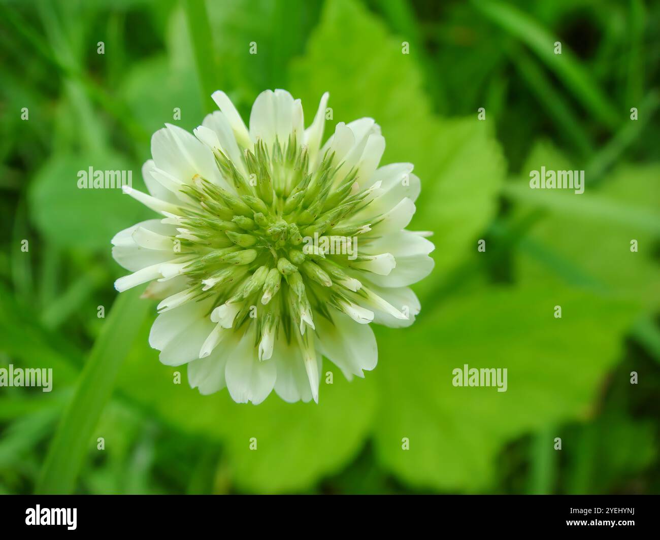 White clover flower (Trifolium repens) on a meadow in Tremosine ...