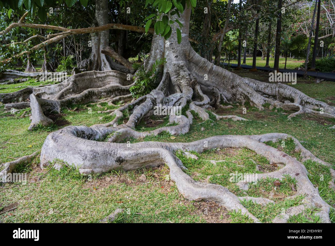 Taproots, roots, fig tree (Ficus cordifolia) Sir Seewoosagur Ramgoolam ...