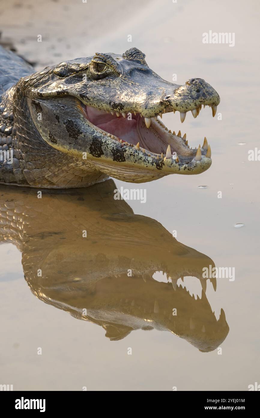 Caiman (Caimaninae), Crocodile (Alligatoridae), crocodile (Crocodylia ...