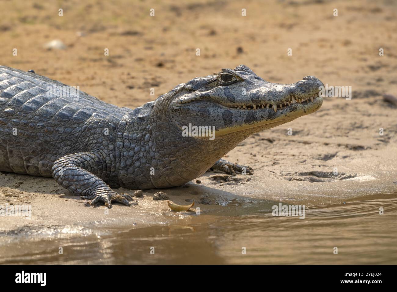 Caiman (Caimaninae), Crocodile (Alligatoridae), crocodile (Crocodylia), animal portrait ...