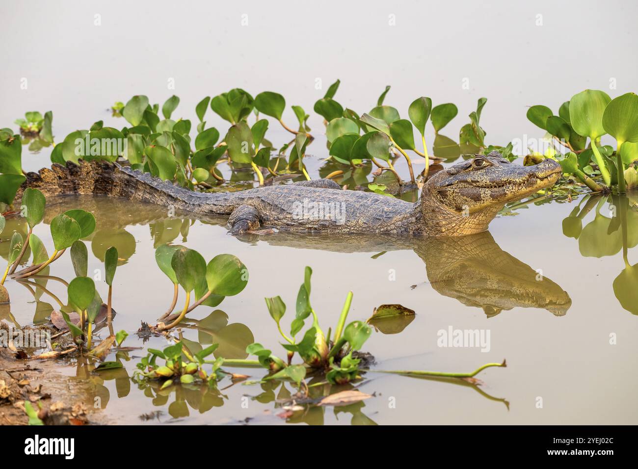 Caiman (Caimaninae), Crocodile (Alligatoridae), crocodile (Crocodylia ...