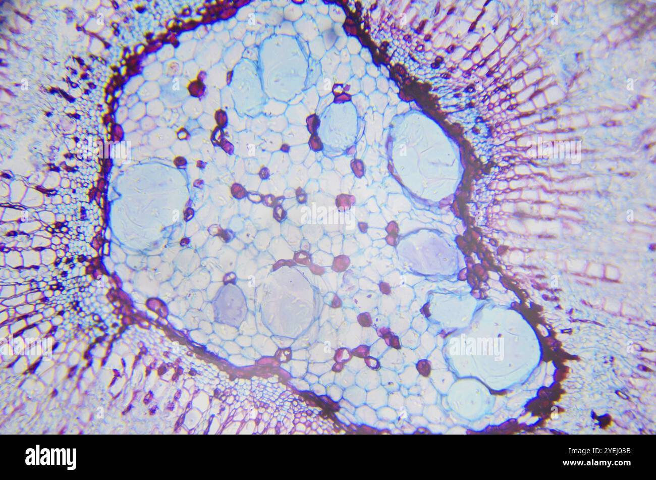 Dicotyledon and microscope hi-res stock photography and images - Alamy