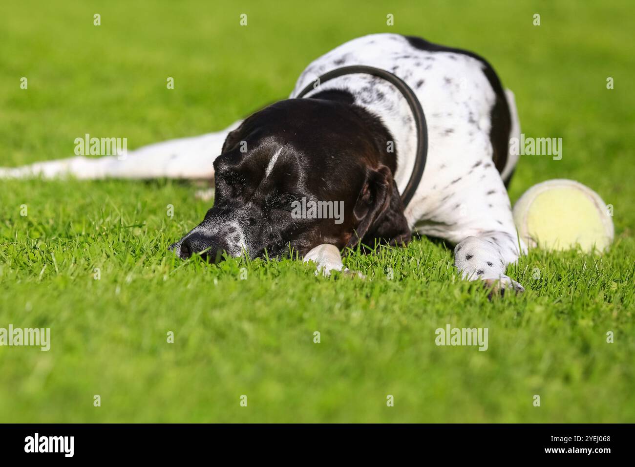 Dog english pointer sleeping in the garden Stock Photo - Alamy