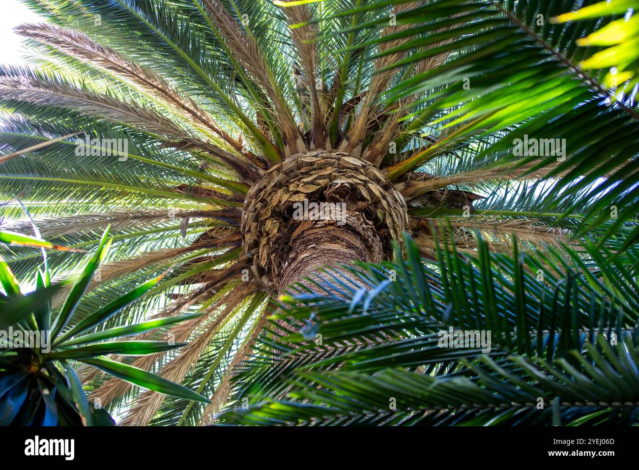 Lush green leaves beneath hi-res stock photography and images - Alamy