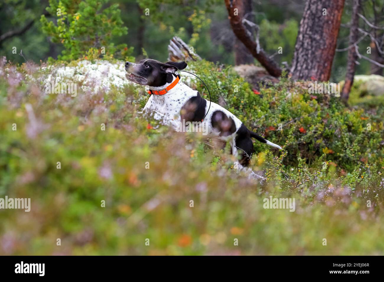 Dog english pointer hunting in the forest Stock Photo - Alamy