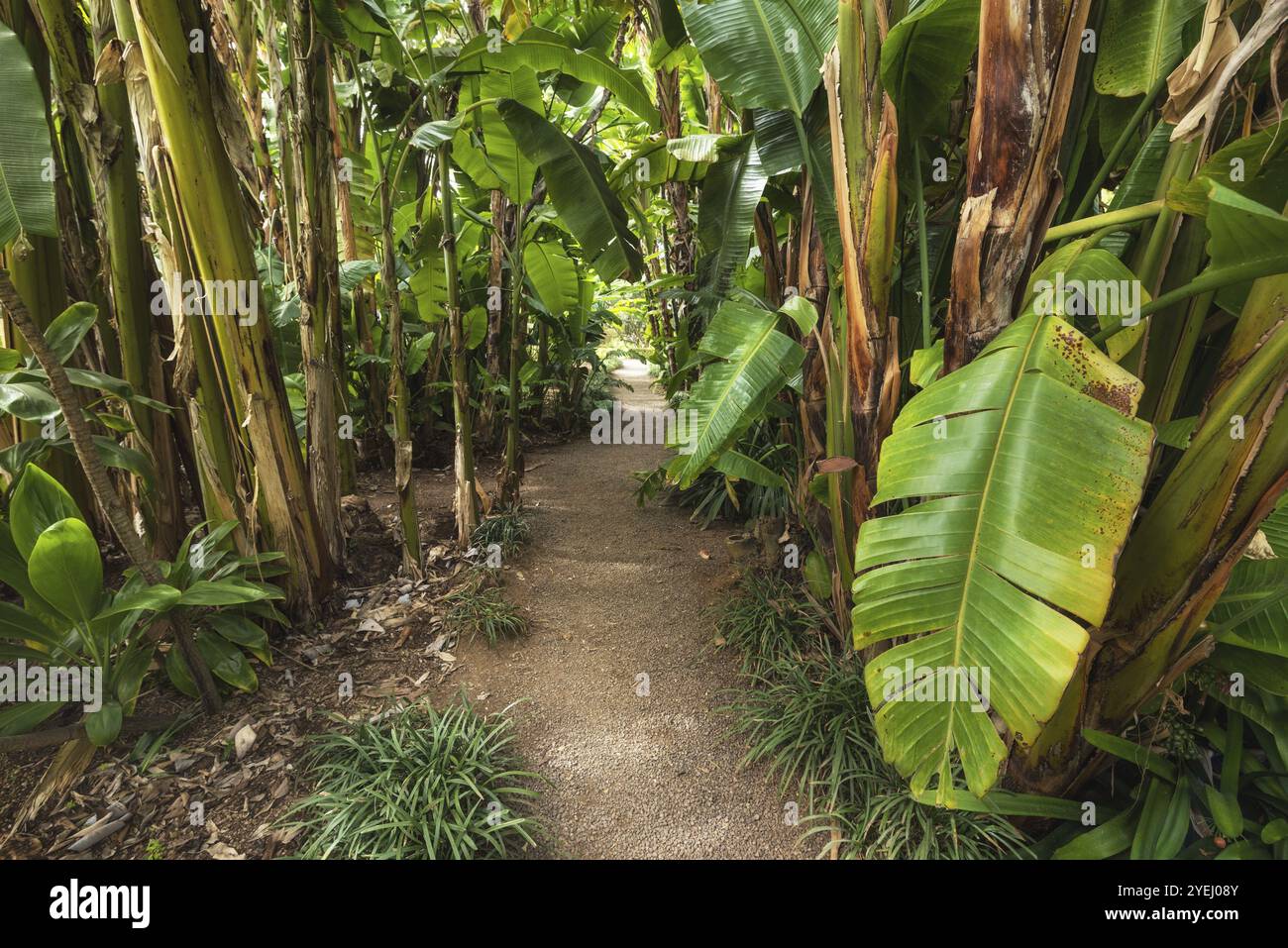 Bana tree hi-res stock photography and images - Alamy