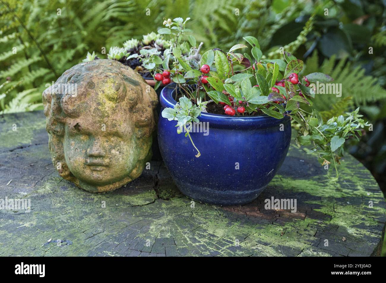 Moss covered pots hi-res stock photography and images - Alamy