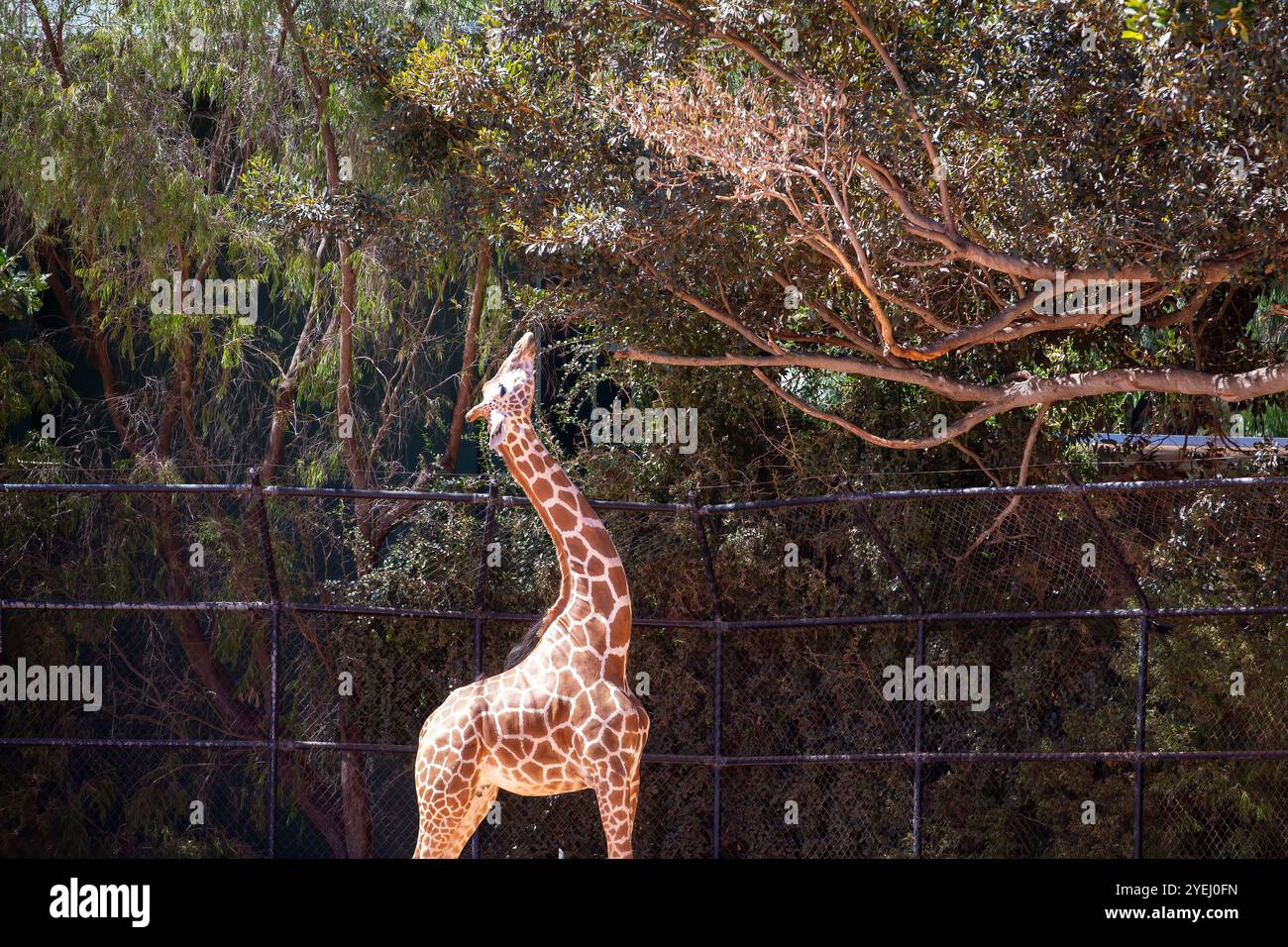 A giraffe stretching its neck to reach for leaves on a tall branch ...