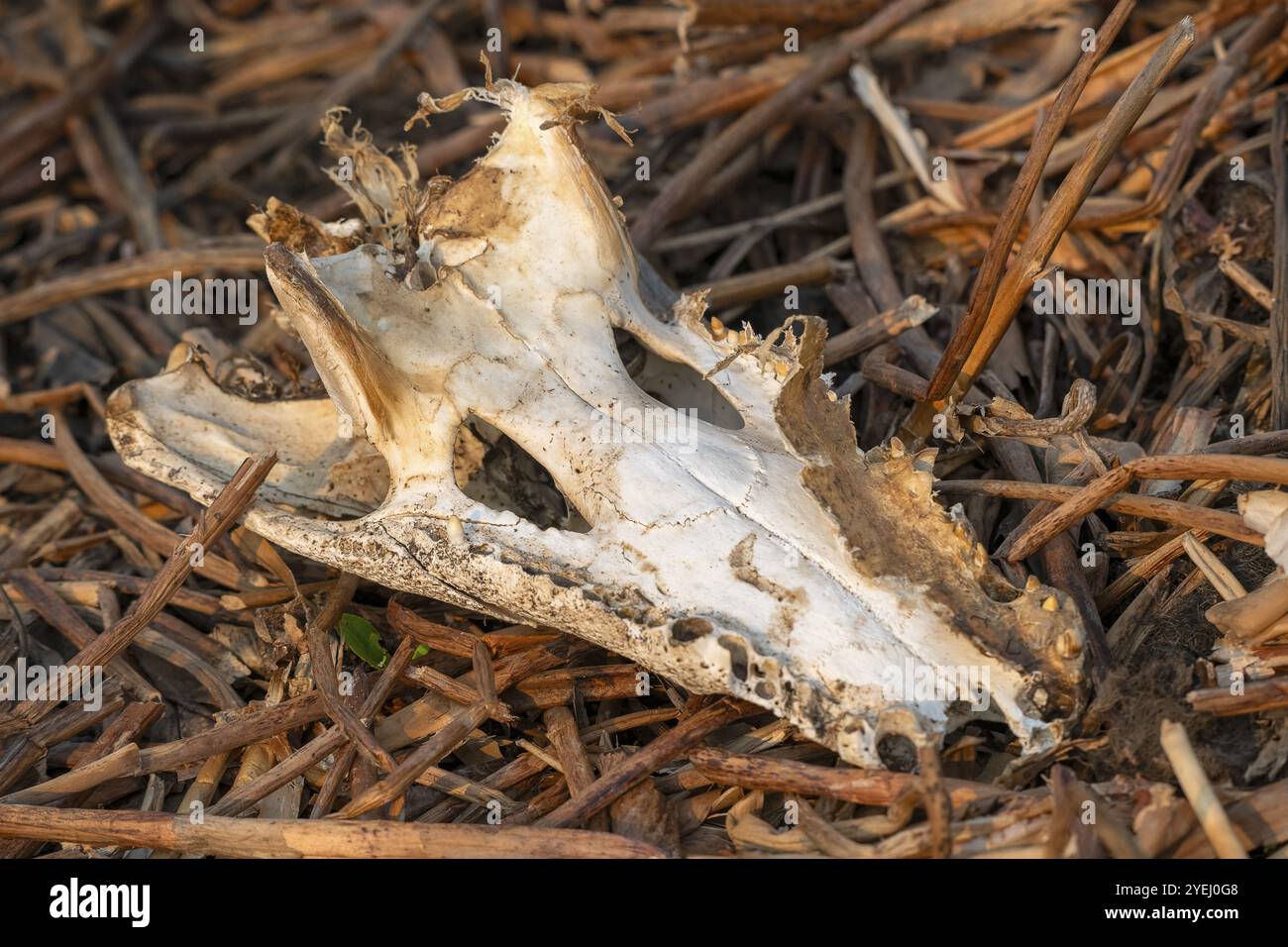 Caiman (Caimaninae), Crocodile (Alligatoridae), crocodile (Crocodylia ...