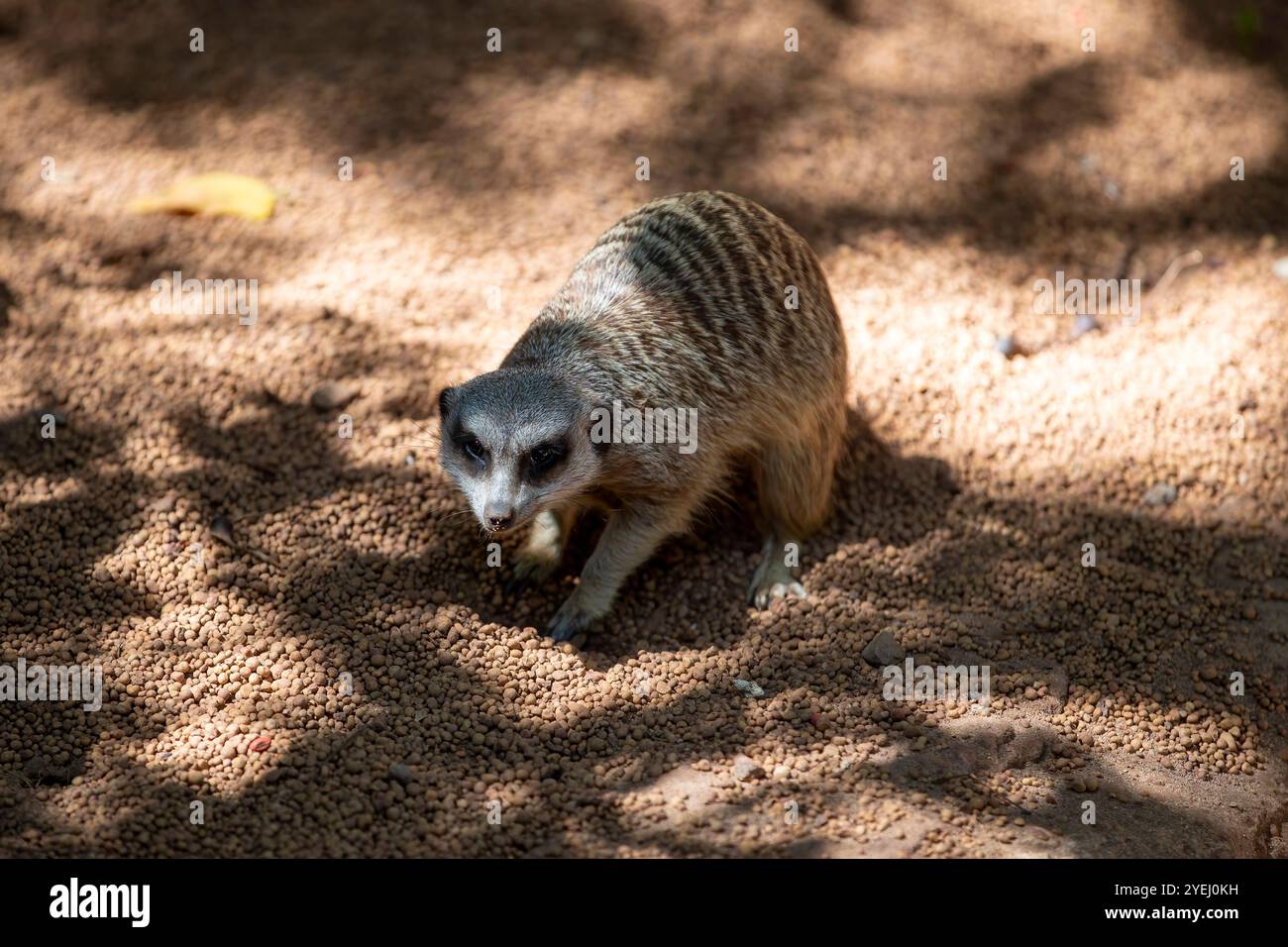 Close up cute meerkat foraging hi-res stock photography and images - Alamy