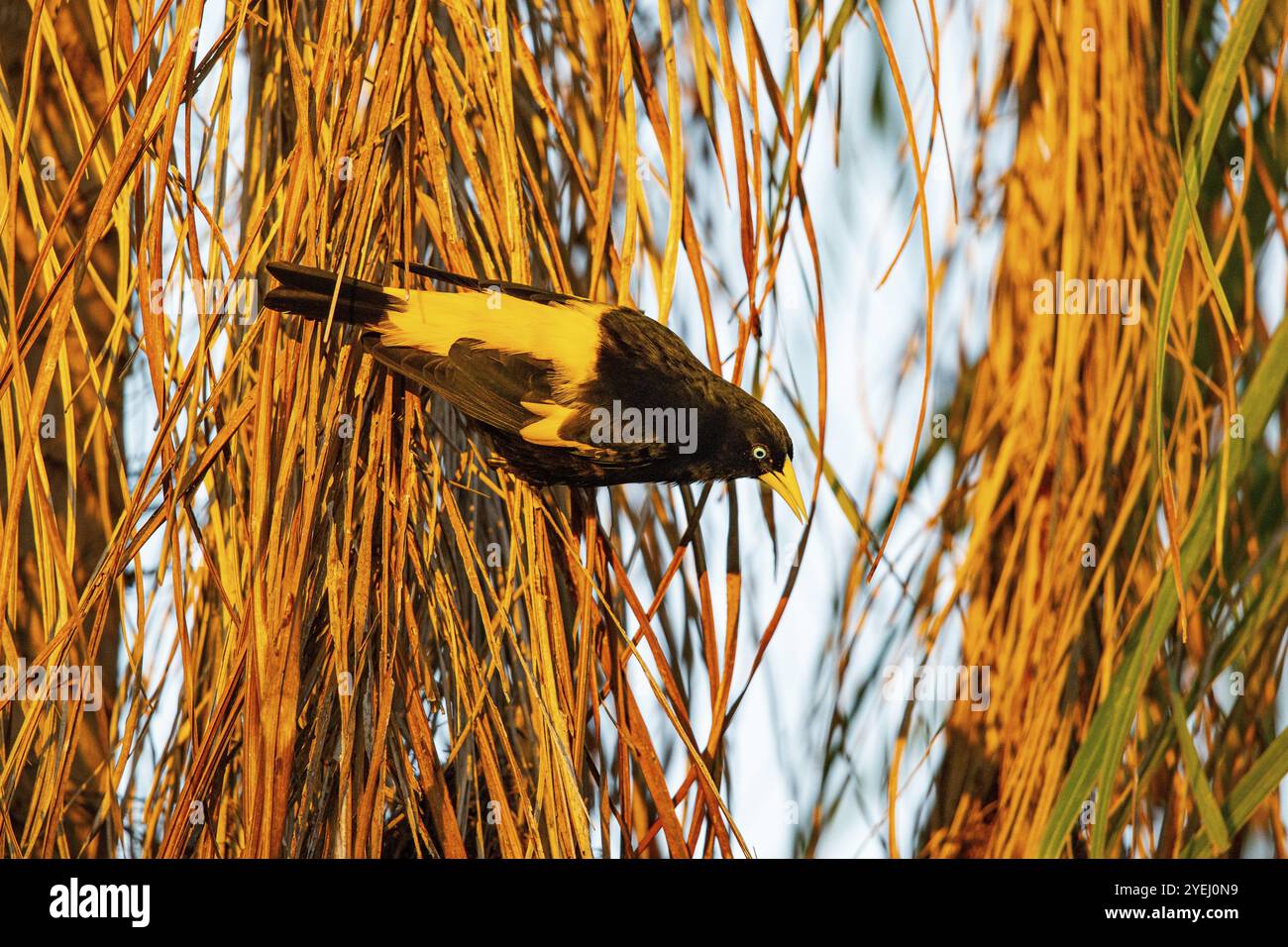 Yellow-rumped cacique (Cacicus cela) Pantanal Brazil Stock Photo - Alamy