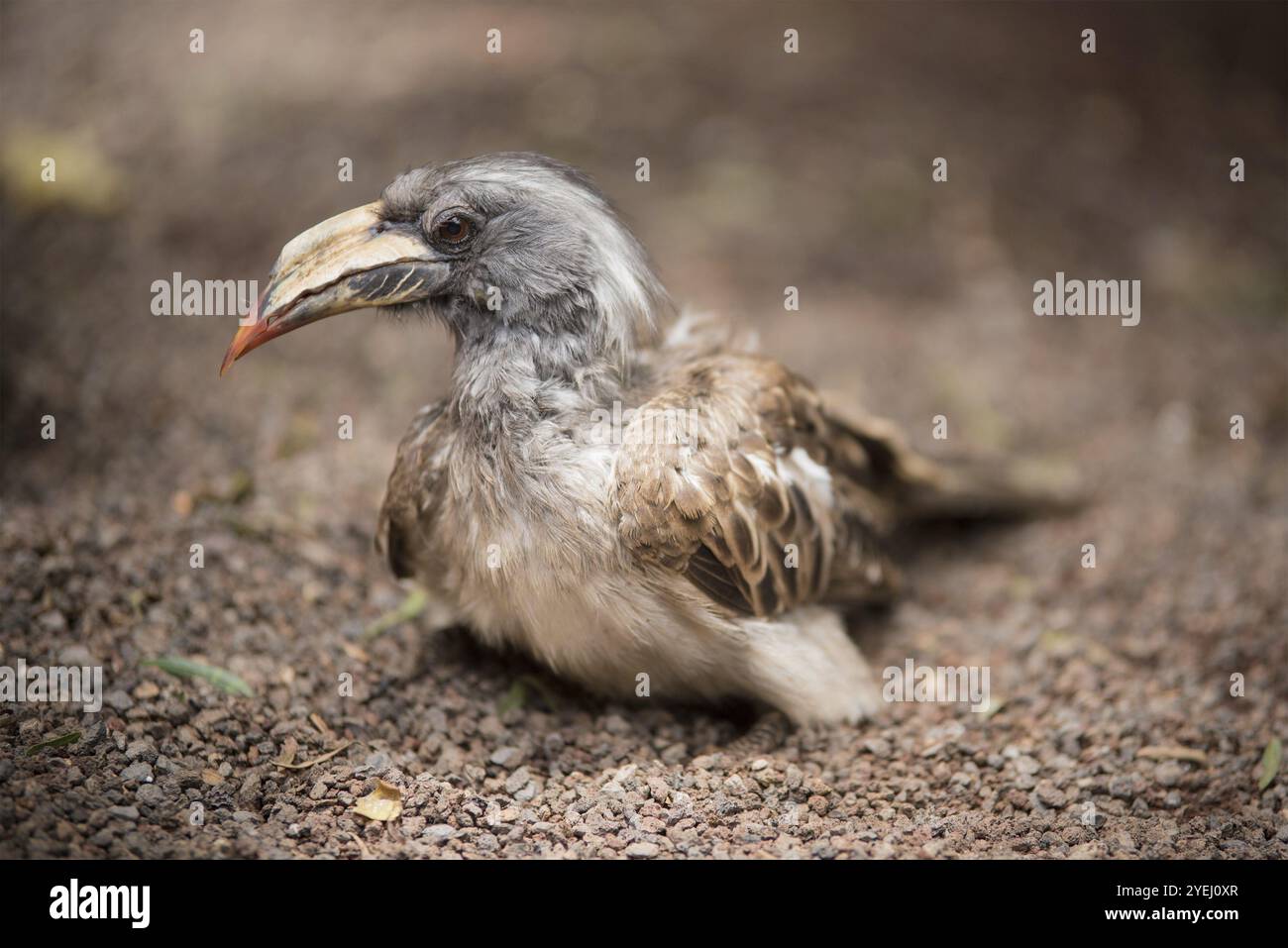 Peculiar bird hi-res stock photography and images - Alamy