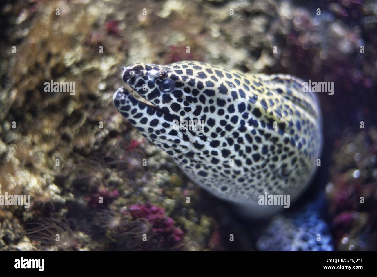 Fish fishes predator predatory hi-res stock photography and images - Alamy