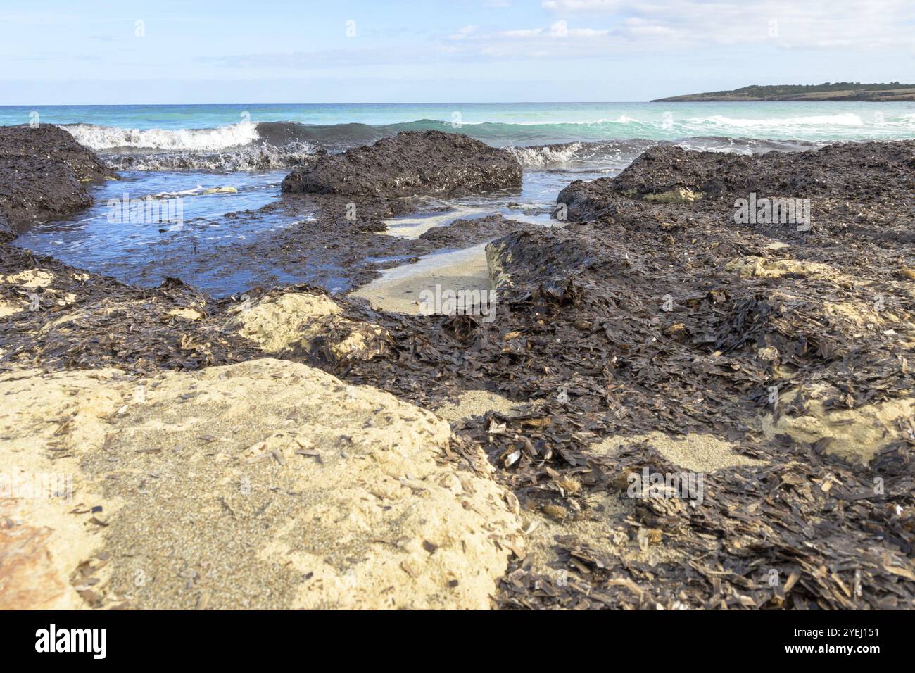 Rocky shoreline with seaweed and ocean waves, sand visible on the beach ...