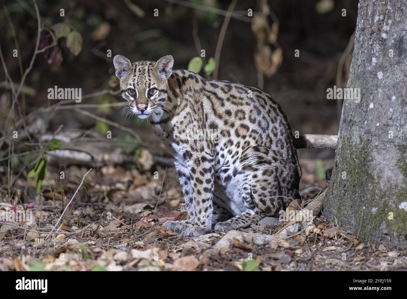 Ocelot (Leopardus pardalis), at night, eye contact, Pantanal, inland ...