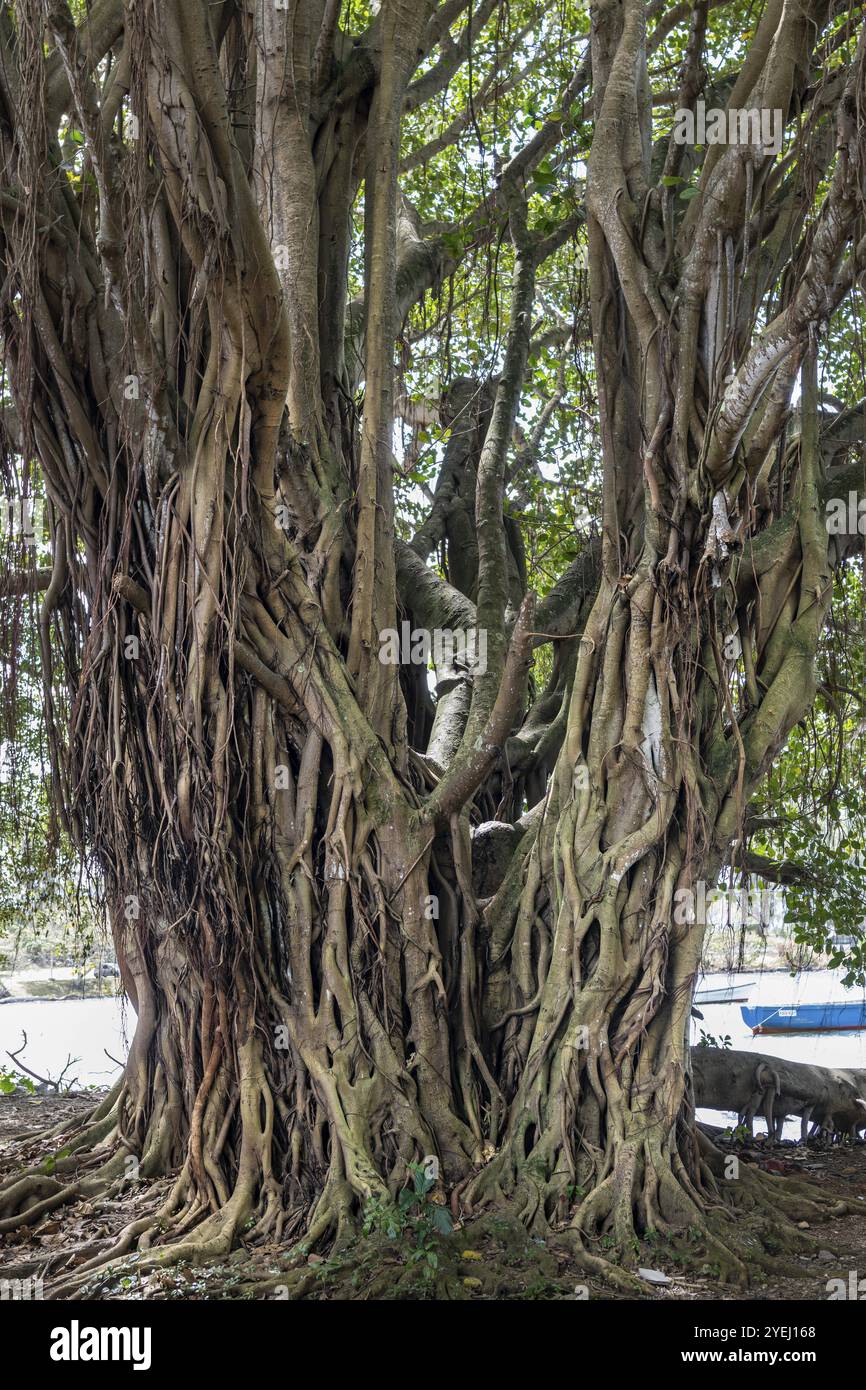 Banyan tree, Banyan fig (Ficus benghalensis) Mahebourg, Indian Ocean ...