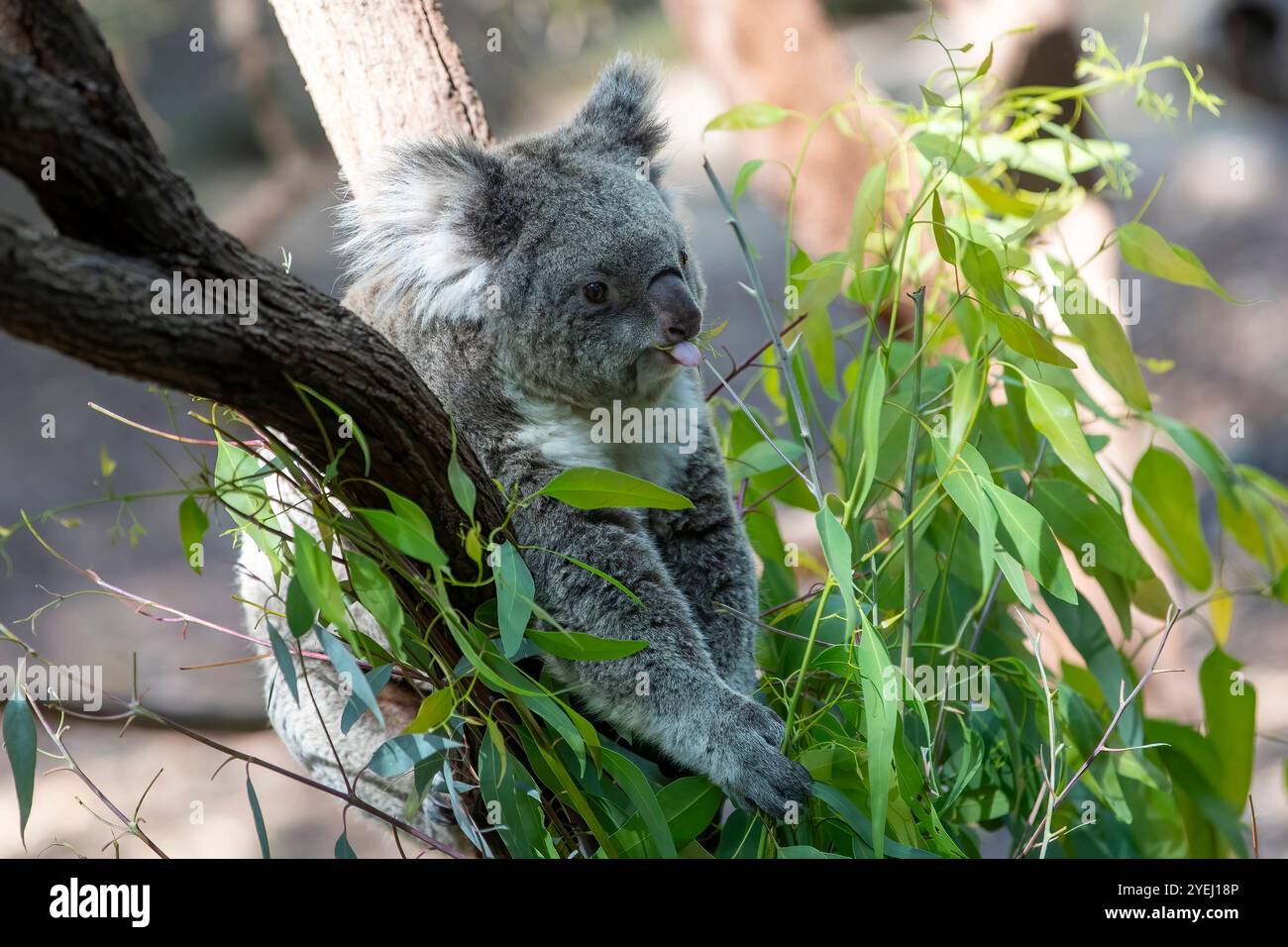 This image features a koala resting comfortably in a tree surrounded by green eucalyptus leaves ...