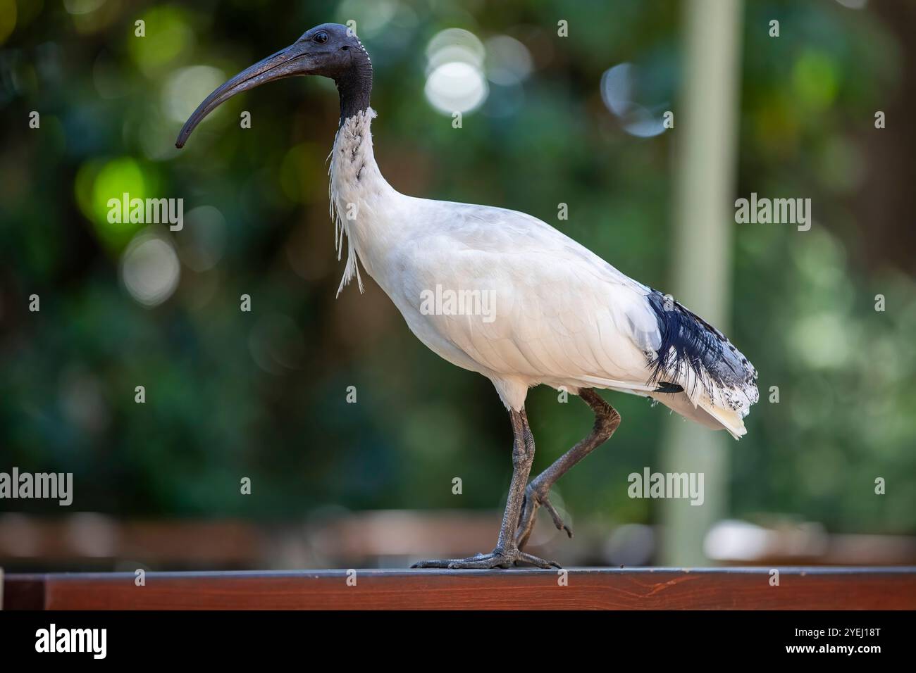 This image shows an Australian white ibis, commonly known as a "bin ...