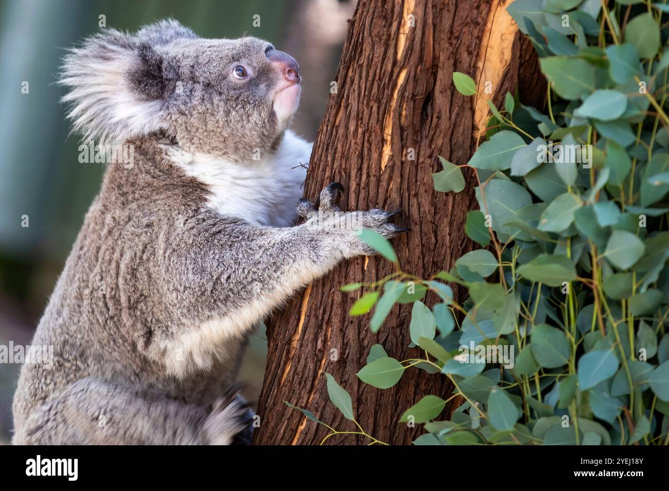 Koala instincts hi-res stock photography and images - Alamy