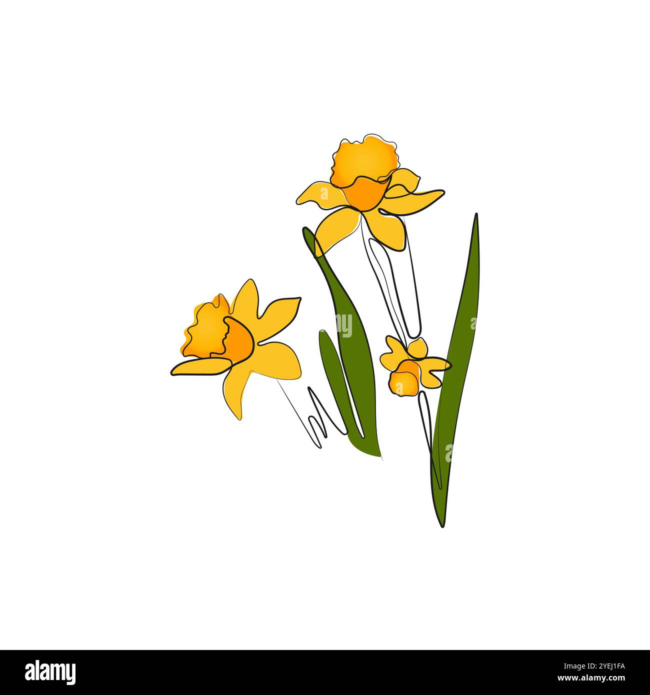 Narcissus flowers. Daffodil, line art drawing. Symbol of spring, easter ...
