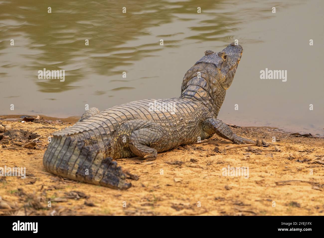 Caiman (Caimaninae), Crocodile (Alligatoridae), crocodile (Crocodylia ...