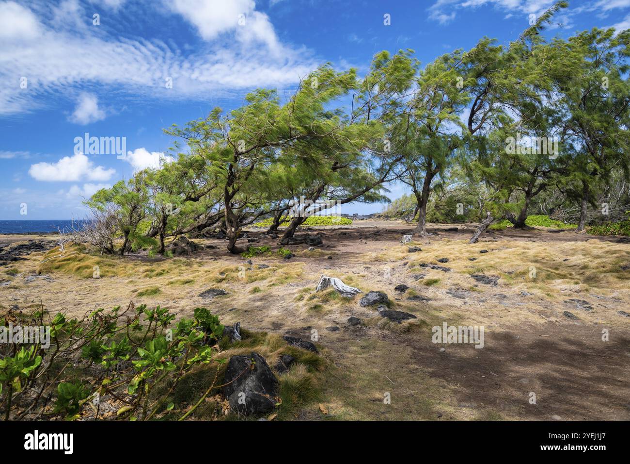 Pine trees (Pinus) bent by the wind, south coast, Indian Ocean, island ...
