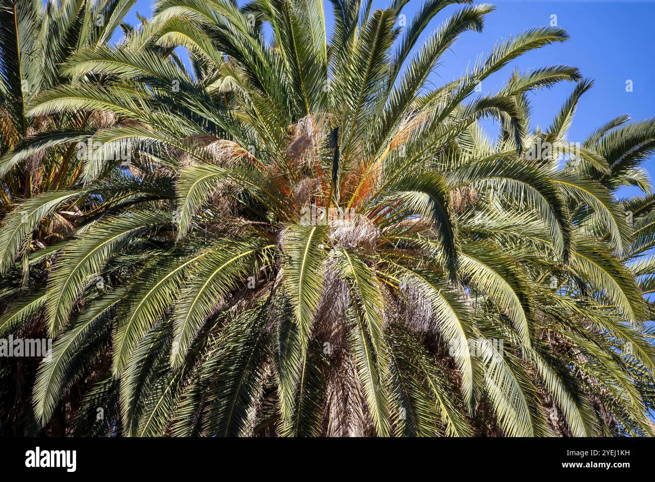 This photo captures a lush palm tree crown with its green fronds ...