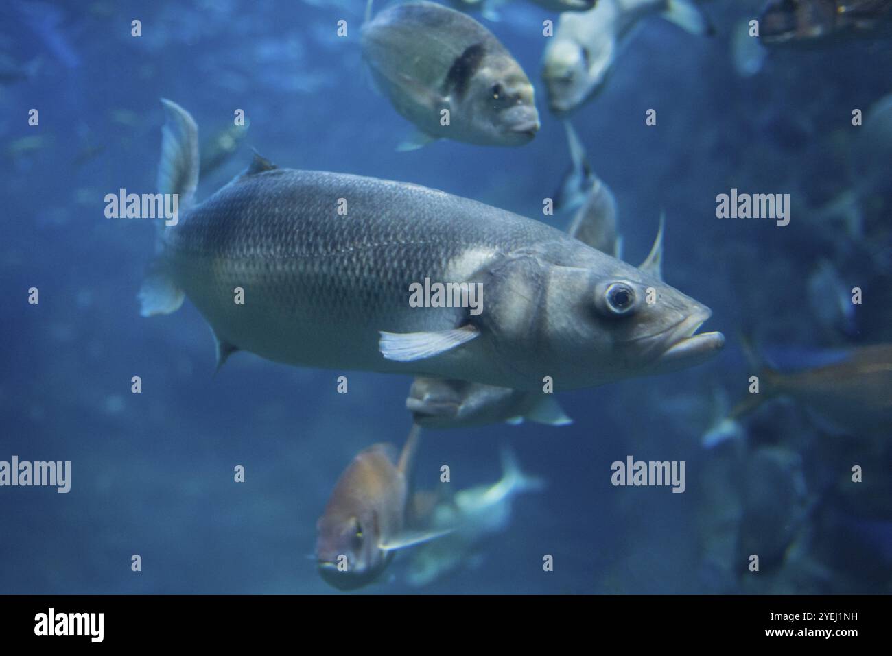 Large fishes in aquarium hi-res stock photography and images - Alamy