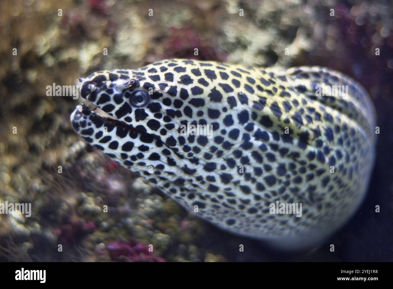 Close up of a set of dentures hi-res stock photography and images - Alamy