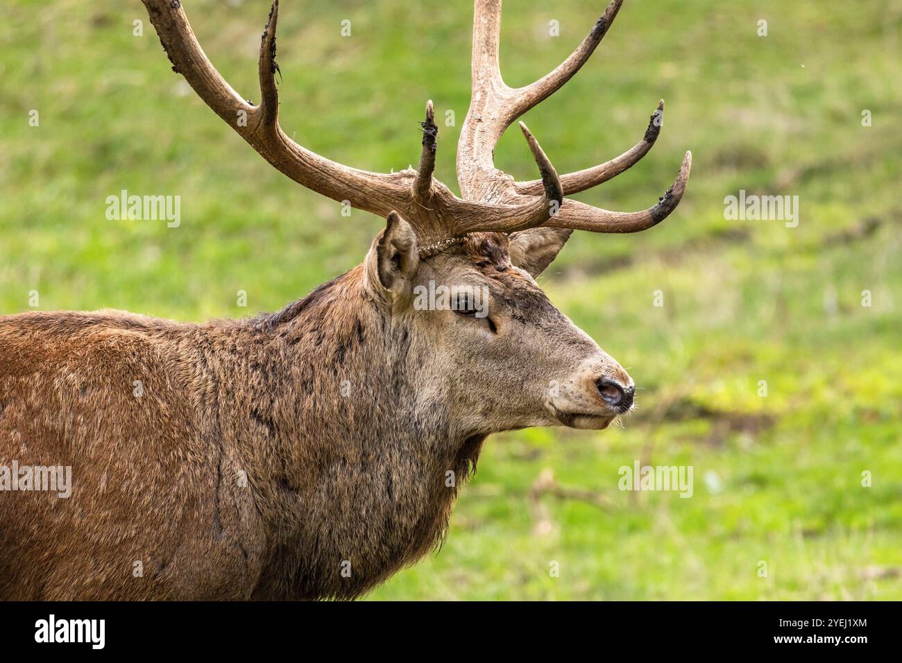 Deer with large antlers hi-res stock photography and images - Alamy