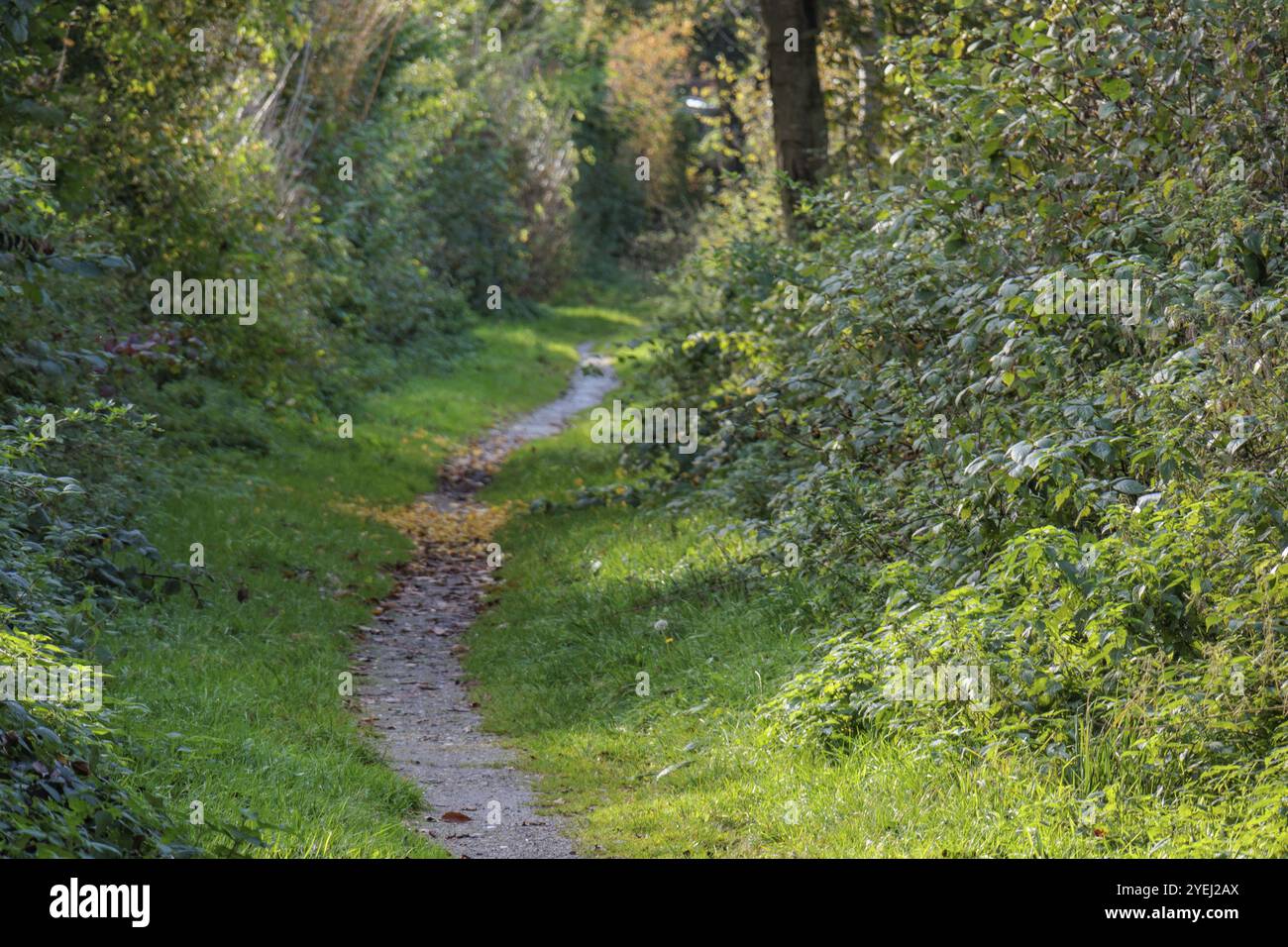 Sunny forest path with lush green foliage and path running along the ...