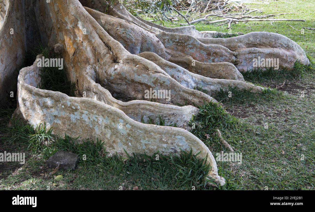 Taproots, roots, fig tree (Ficus cordifolia) Sir Seewoosagur Ramgoolam ...