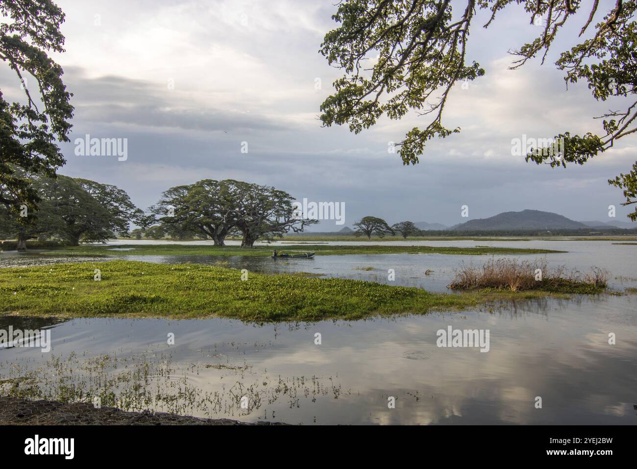 Landscape photography in a subtropical climate. Lagoon or marshland at ...