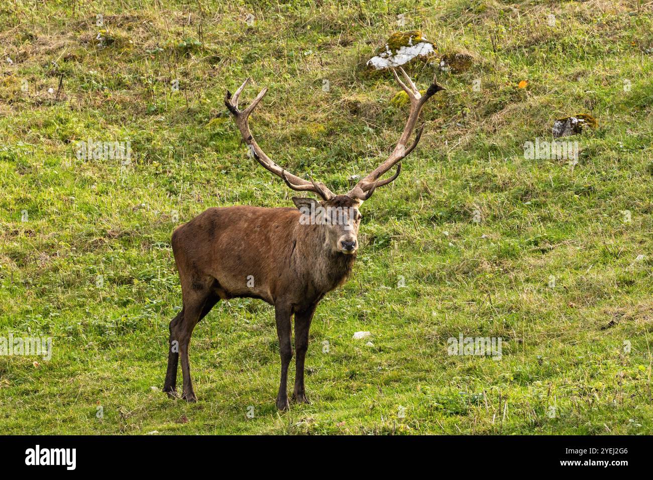 Deer with large antlers hi-res stock photography and images - Alamy
