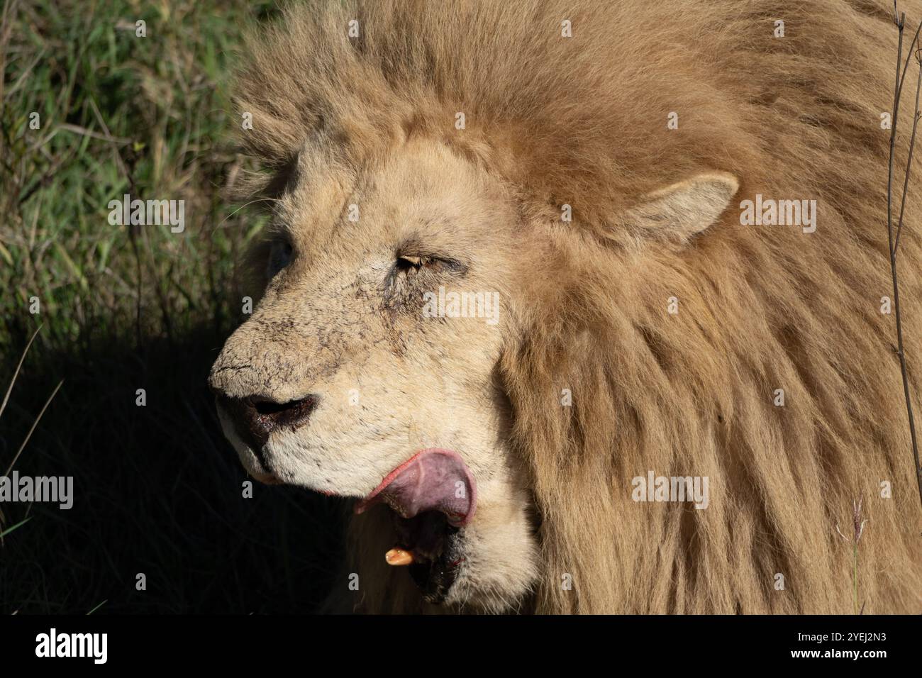 Lion, Africa, Wildlife - Close-up portrait of a majestic male lion with ...