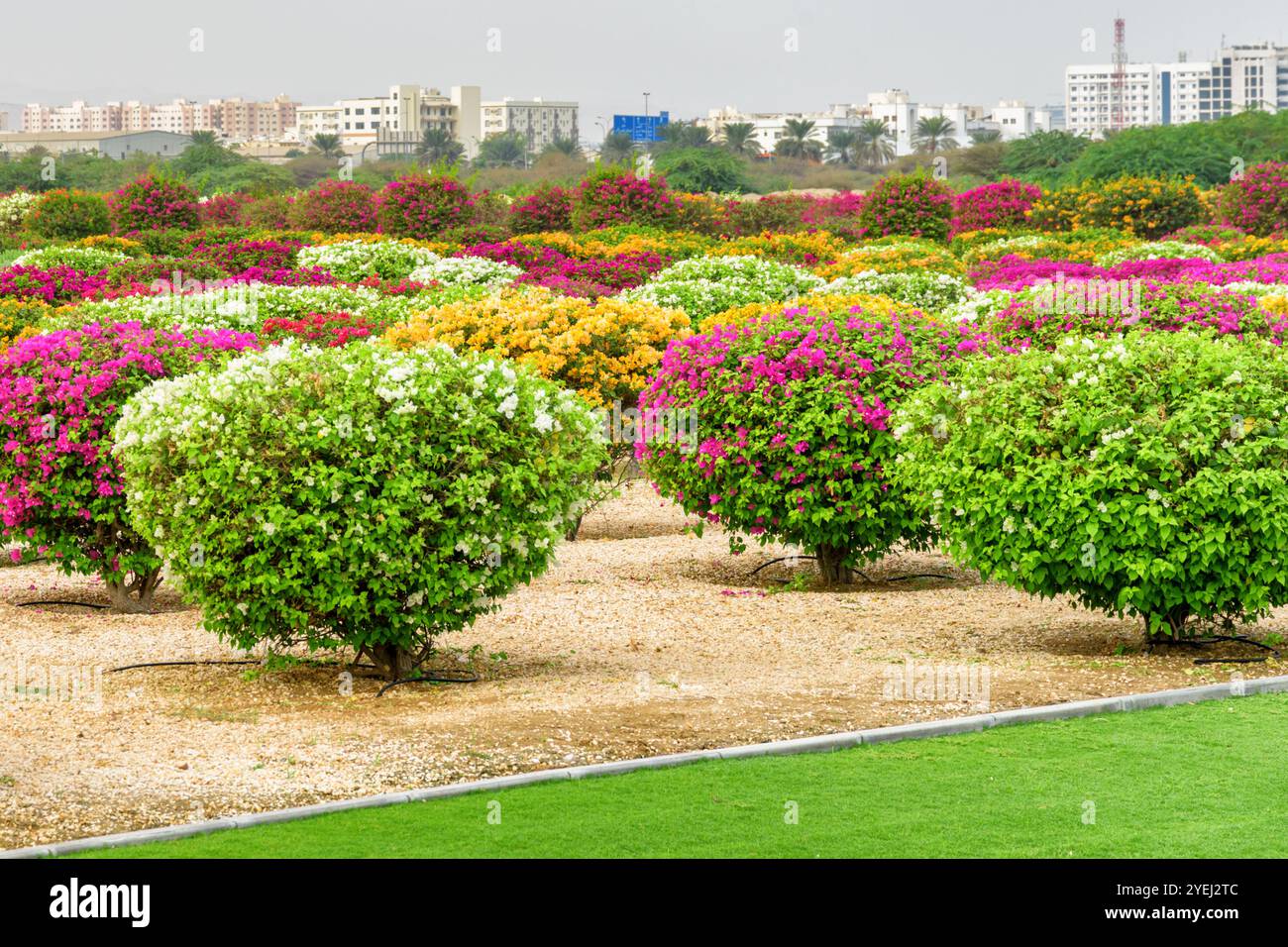 Beautiful flowering bushes at scenic gardens of Muscat, Oman Stock ...