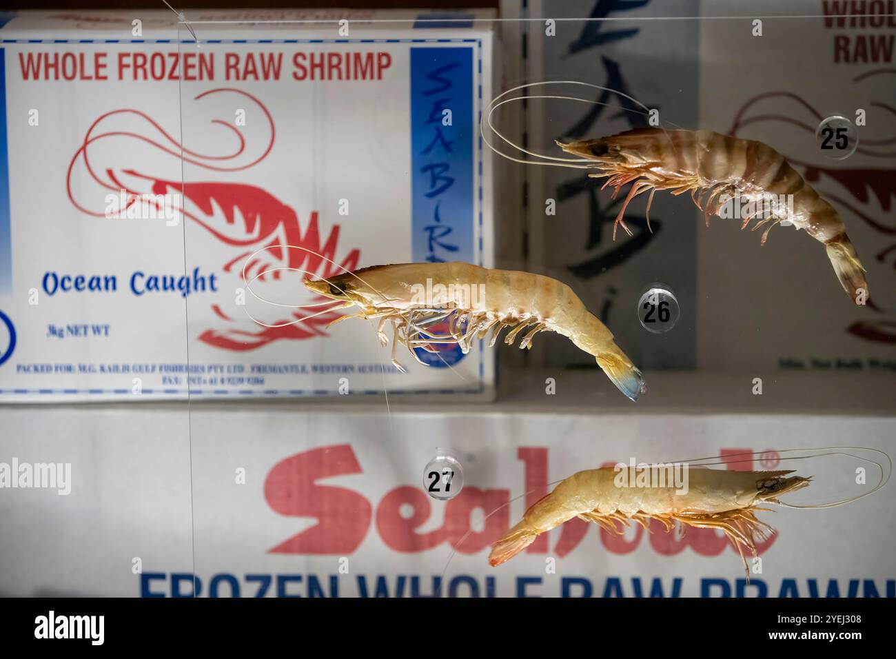 Display of three frozen raw shrimp in a museum or exhibit setting, with ...