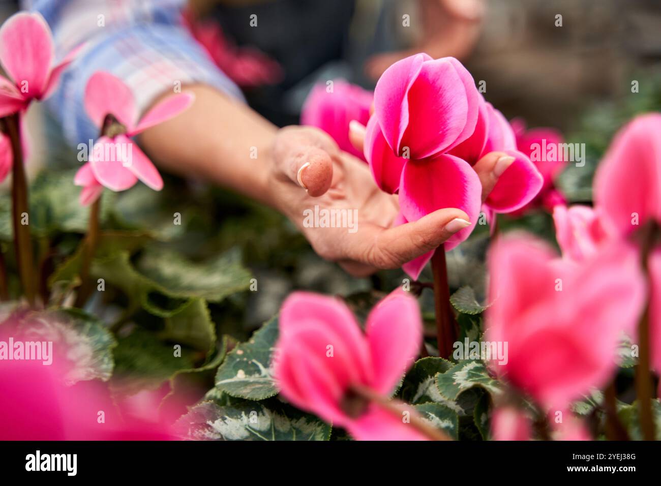 Woman's hand touching flower hi-res stock photography and images - Alamy