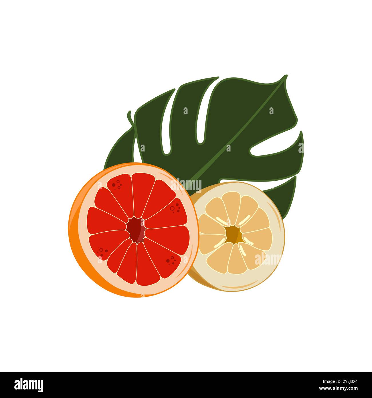 Citrus fruits and tropical leaf. Cut in half lemon and grapefruit. Vector illustration Stock ...
