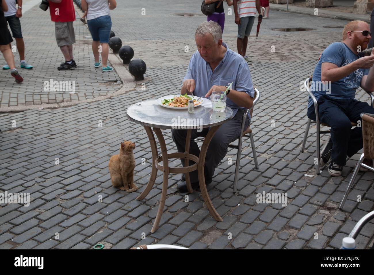 A Cat looking at a tourist eating on an outdoor table in Plaza Vieja ...