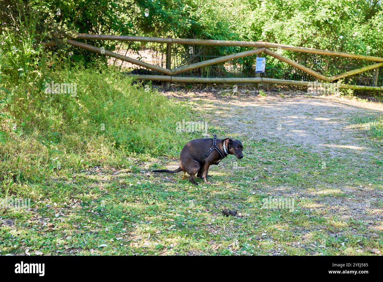 dog pooping in the field while on his morning walk Stock Photo - Alamy